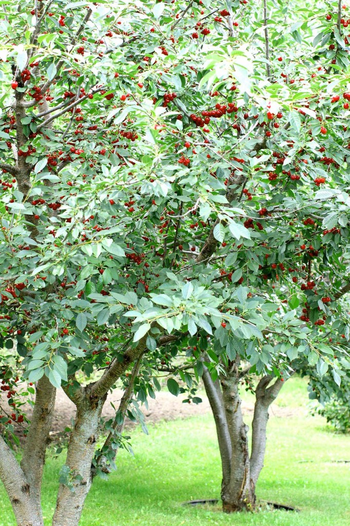 Tree Nursery - Pinnacle