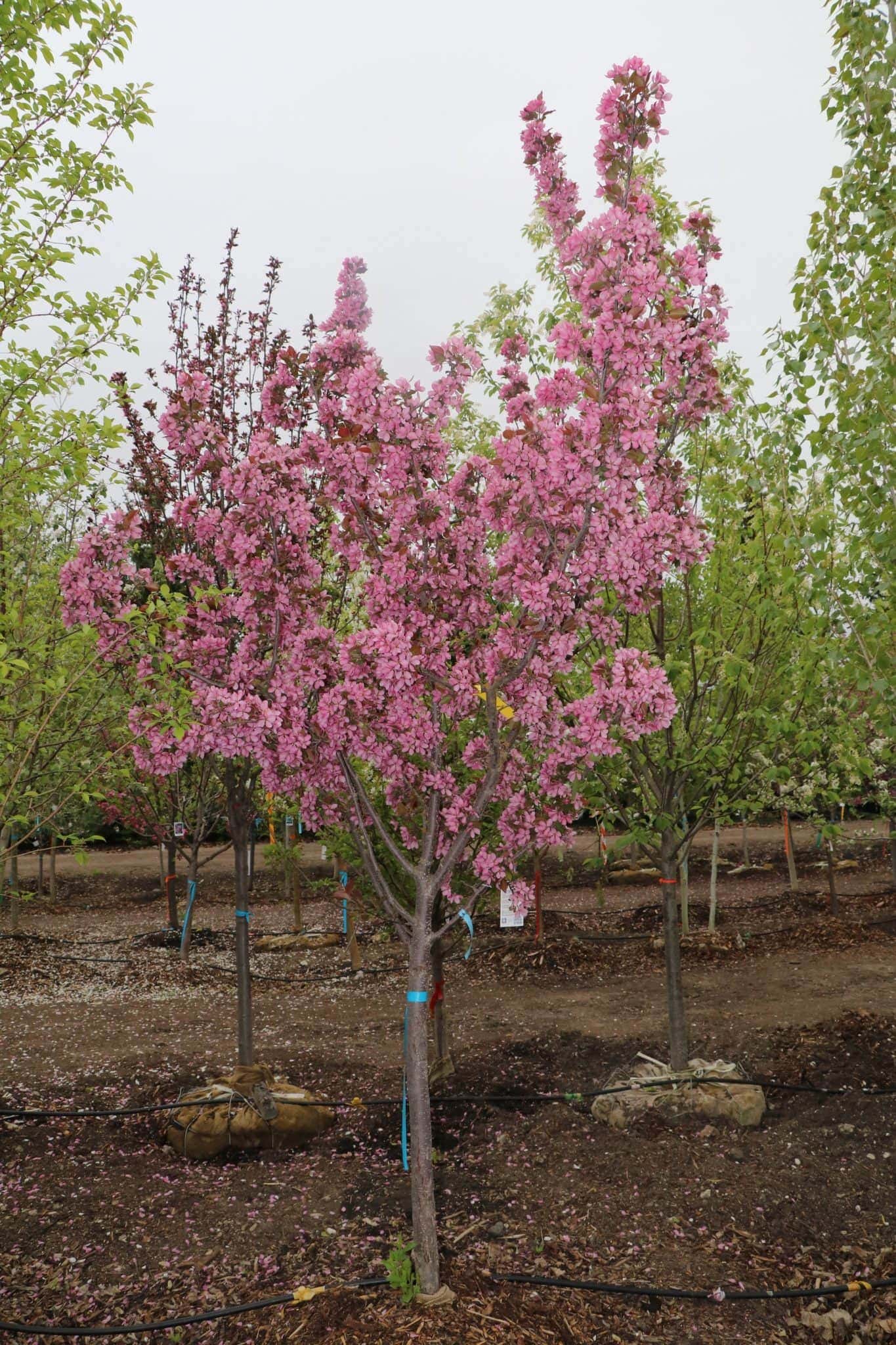 Tree Nursery - Pinnacle