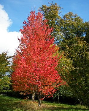 Tree Nursery - Pinnacle