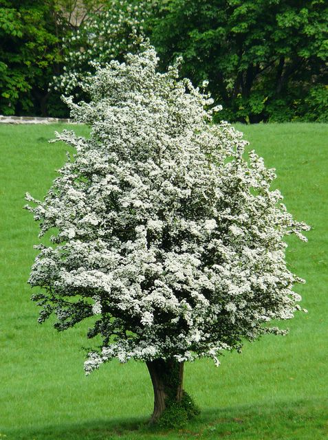 Tree Nursery - Pinnacle
